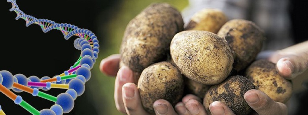 USDA Approves 2 New Types of GMO Potatoes – Openhearted Rebellion