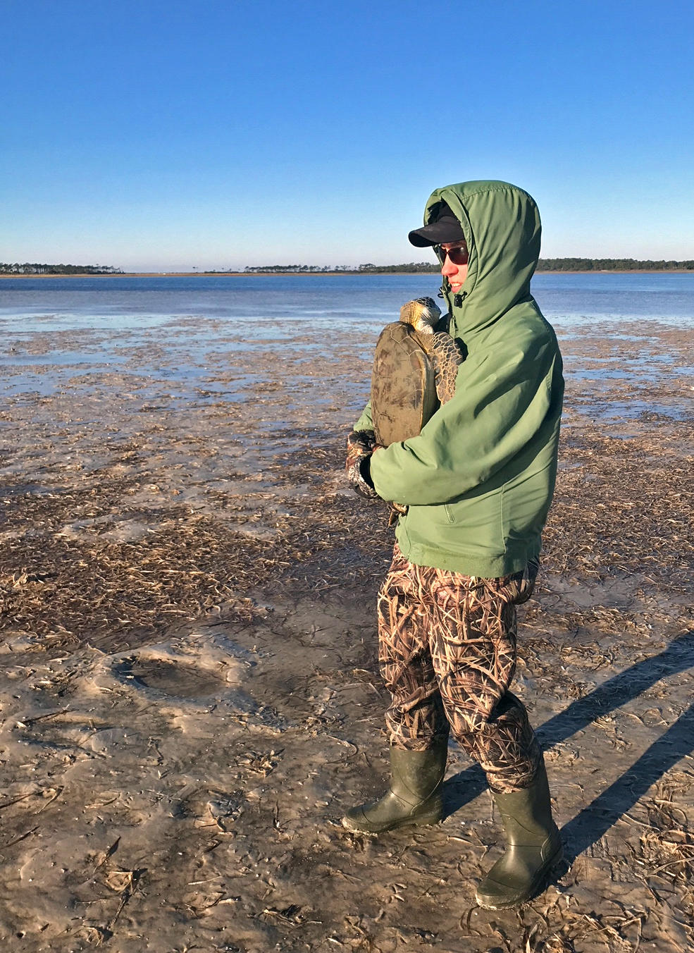 Sea Turtles Stunned by Cold Weather Rescued in Florida – Openhearted ...
