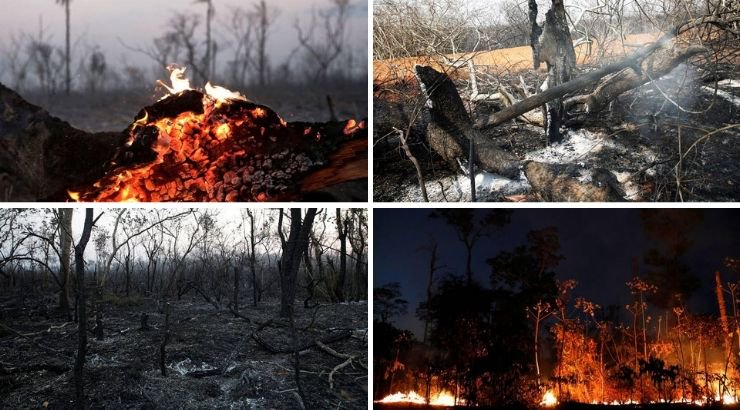 Bolivia’s Wildfires Have Destroyed 5 Million Acres of Unique Forest and ...
