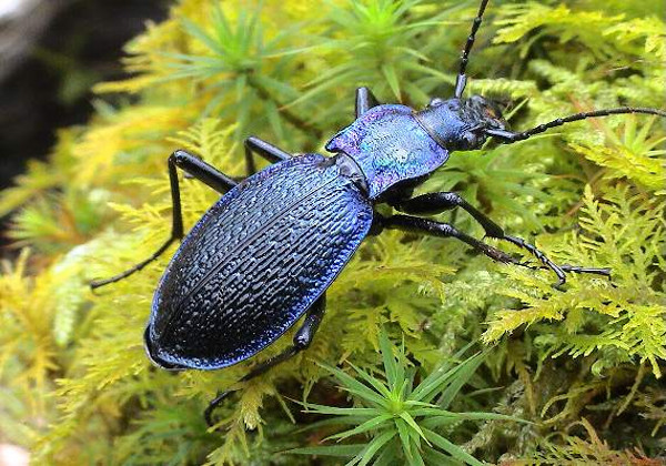 Death by 1,000 Cuts: Are Major Insect Losses Imperiling Life on Earth ...